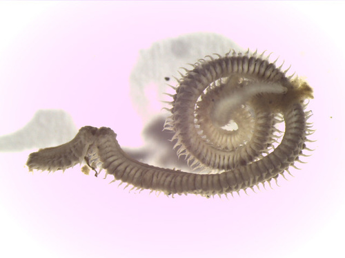 Sigambra (Scour project - identified species from samples) · iNaturalist