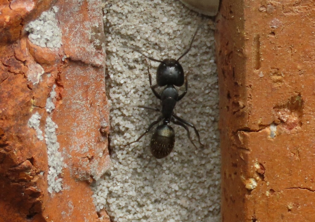 Golden-tailed Sugar Ant from Coomba Park NSW 2428, Australia on February 12, 2024 at 11:24 AM by ...
