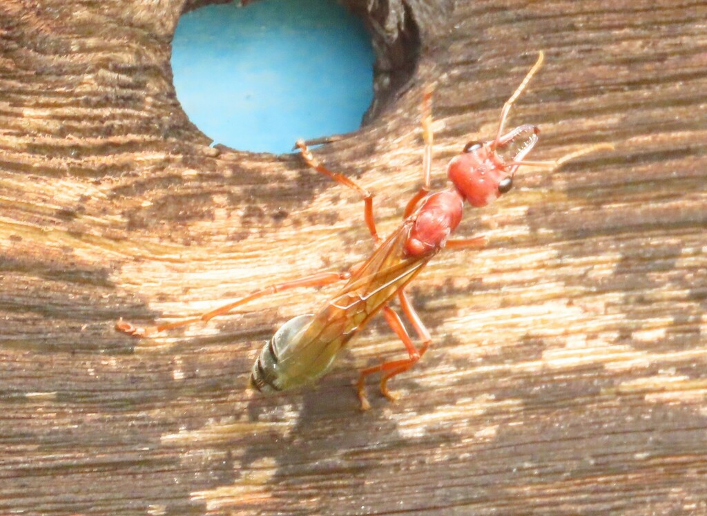 Giant Bulldog Ant from Coomba Park NSW 2428, Australia on February 12, 2024 at 11:22 AM by ...
