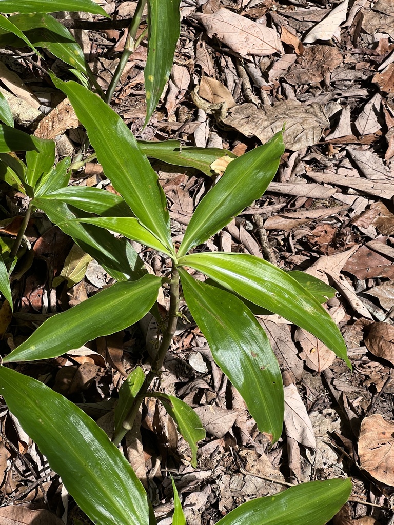 Pollia macrophylla from Mount Hypipamee National Park, Upper Barron ...