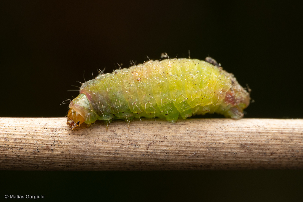 Butterflies and Moths from Chiloé, Los Lagos, Chile on February 10 ...
