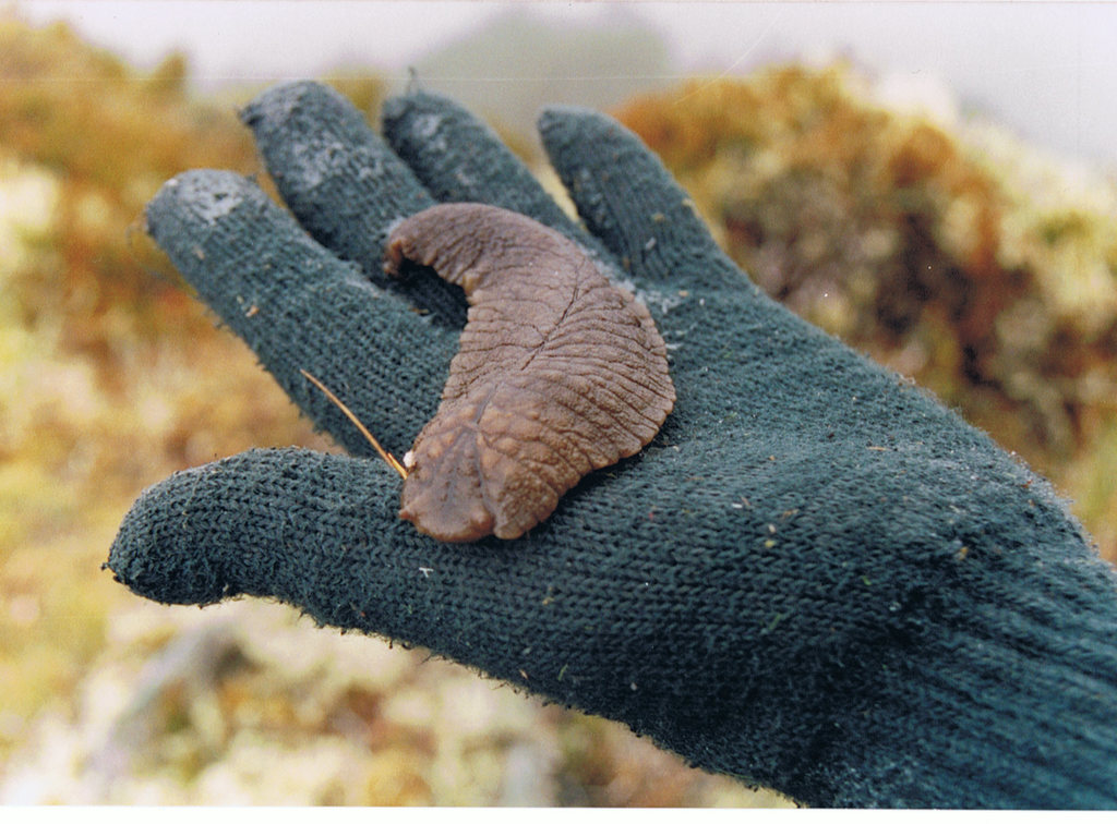 giant leaf-veined slug from Kahurangi National Park 7073, New Zealand ...