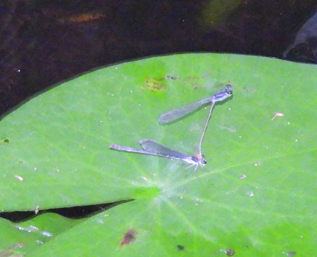 Red-tipped Shadefly from The Palmetum, Douglas QLD 4814, Australia on ...