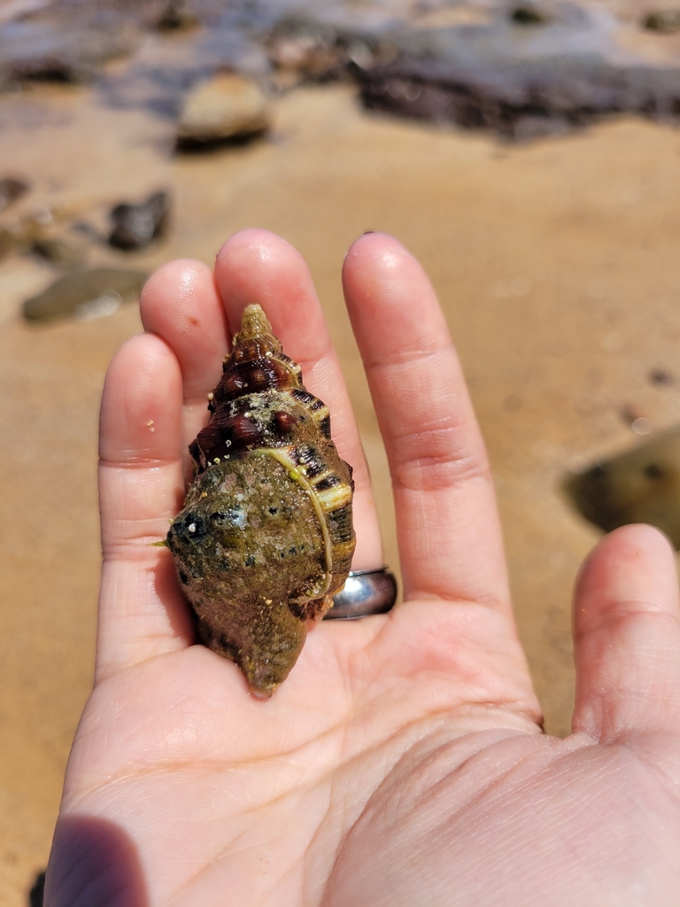 Ranella australasia from Australia on February 12, 2024 at 01:38 PM by ...