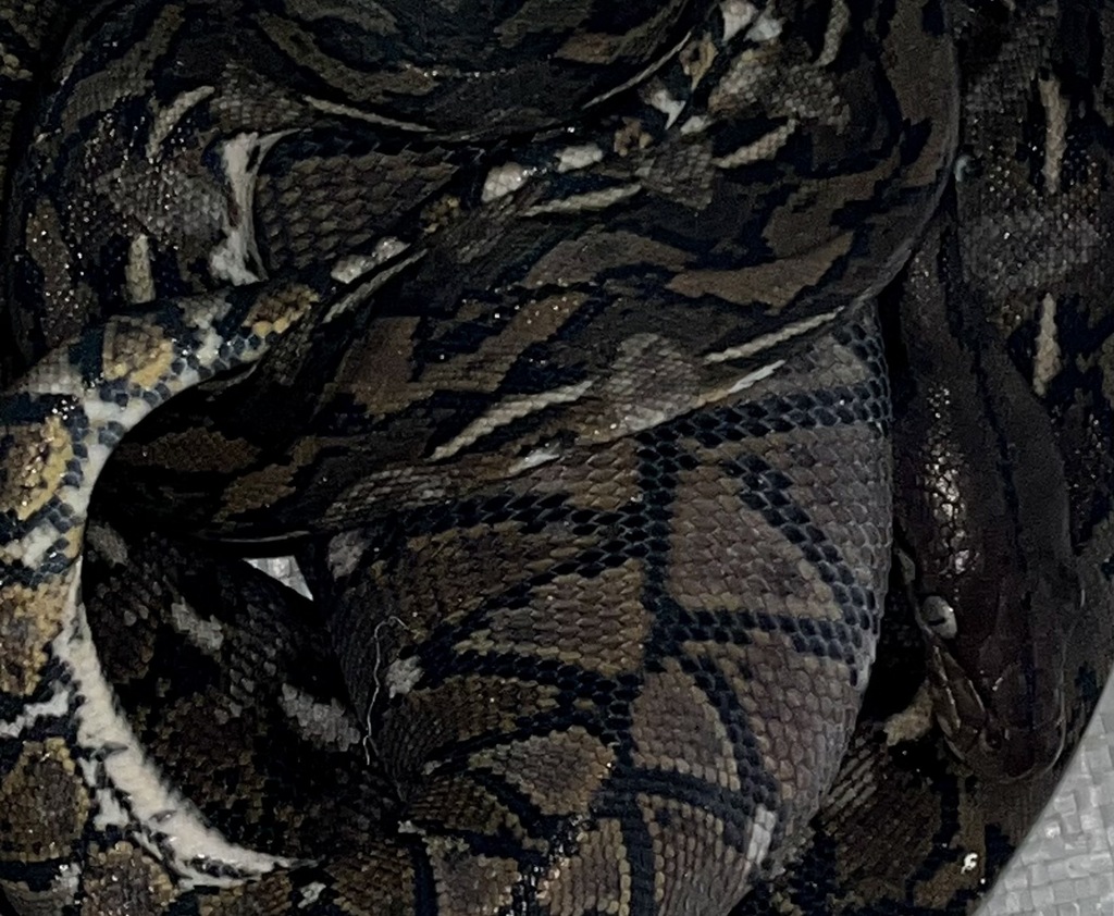 Reticulated Python from Barcelonita Elementary School, Brgy ...