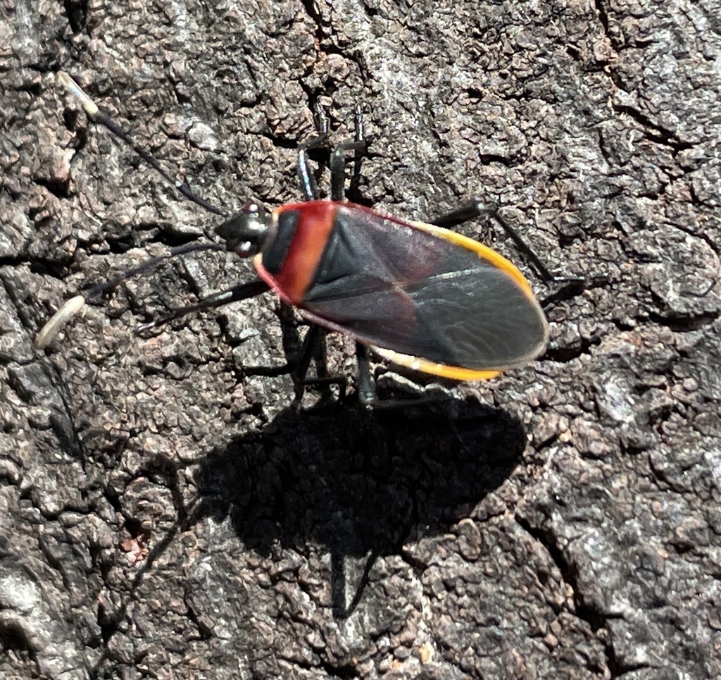 Harlequin Red Bug from Tasmania, New Norfolk, TAS, AU on February 12 ...