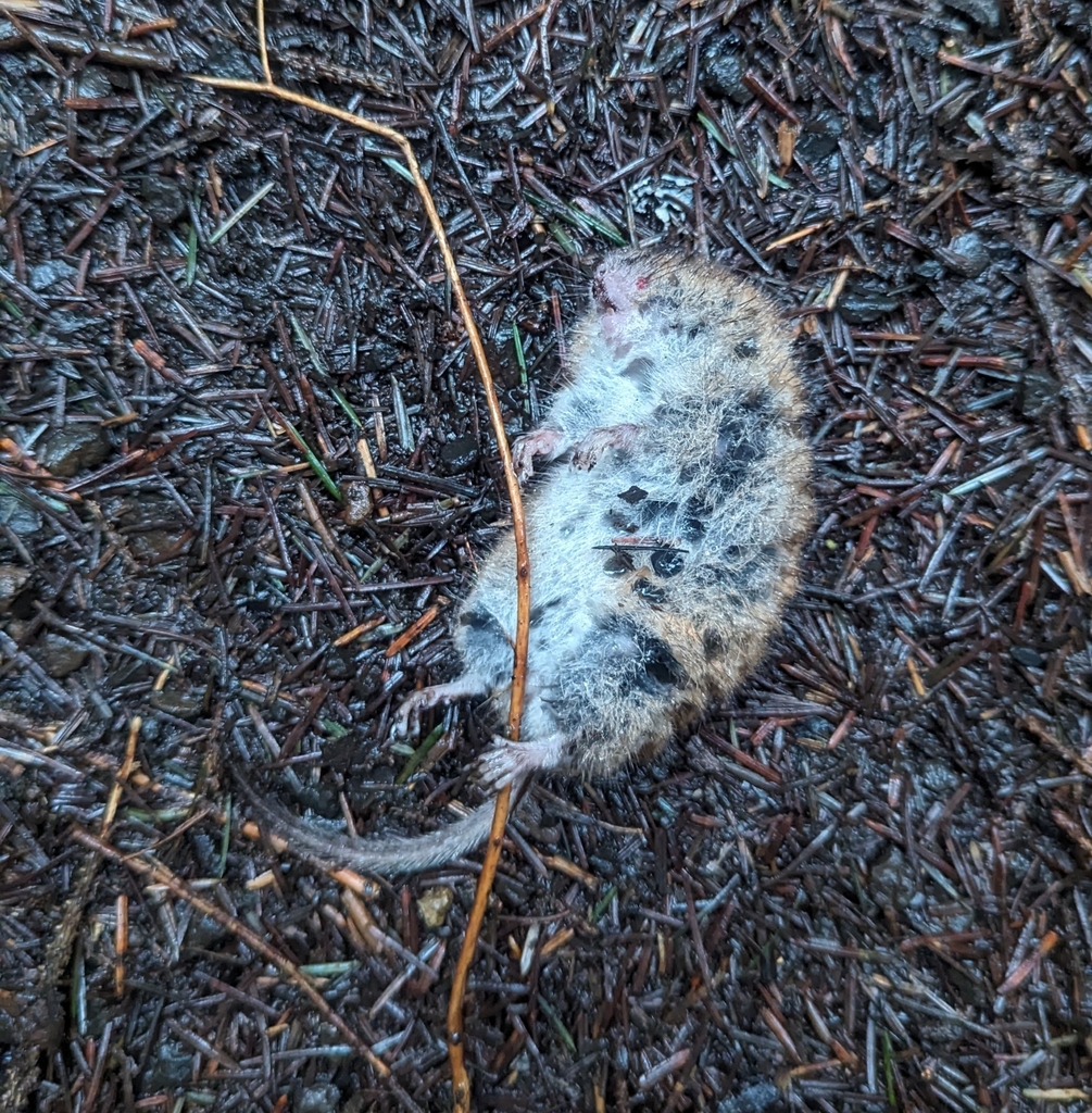Red Tree Vole in February 2024 by Sarah Siefken · iNaturalist