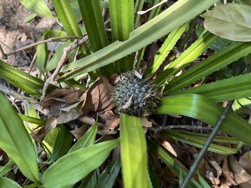 Benstonea humilis · iNaturalist United Kingdom
