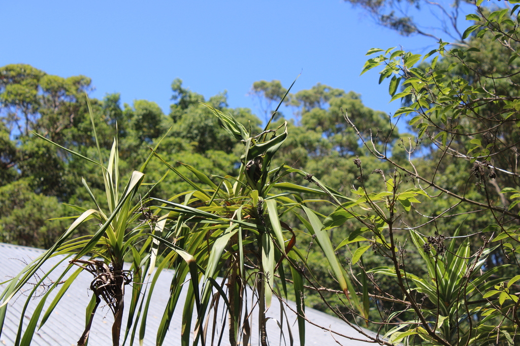Slender Palm Lily from Smiths Lake NSW 2428, Australia on February 12, 2024 at 12:07 PM by Dr ...