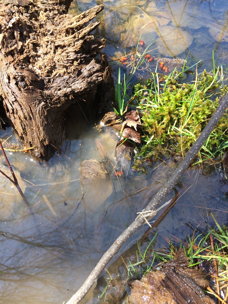 Dragonflies from Lackawanna State Park, Dalton, PA, US on April 13 ...