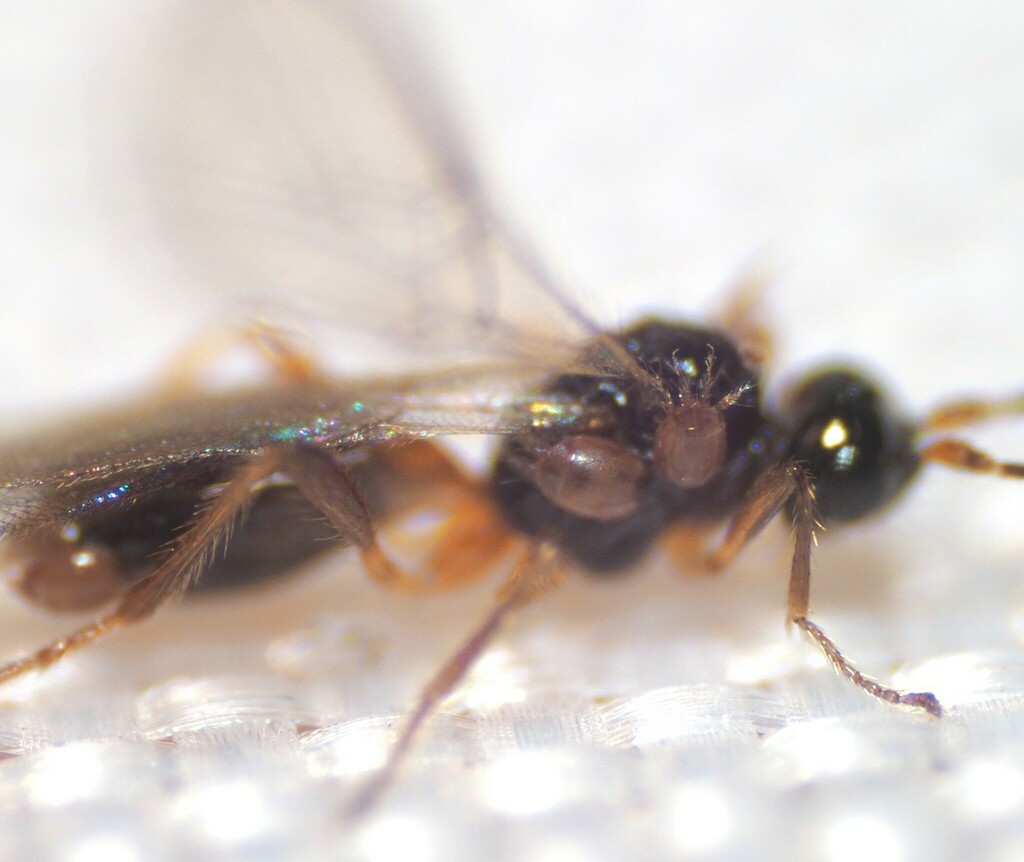 Mites and Ticks from Lenoir, NC, USA on February 11, 2024 at 07:48 PM ...