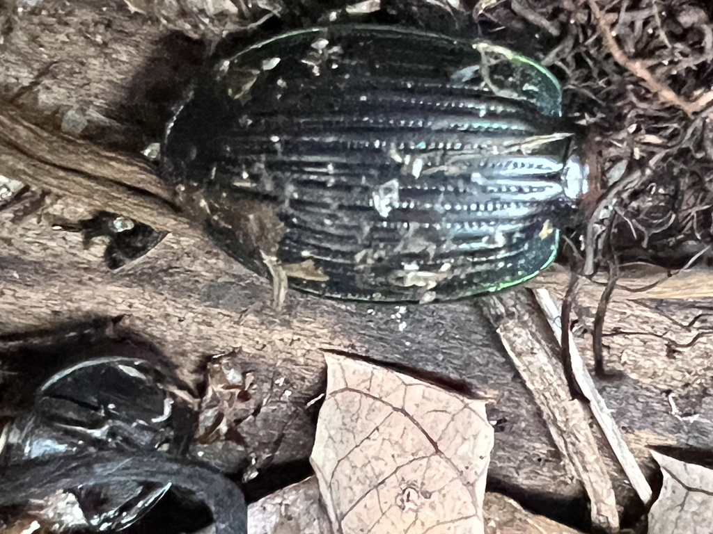 Pamborus from Mount Hypipamee National Park, Upper Barron, QLD, AU on ...