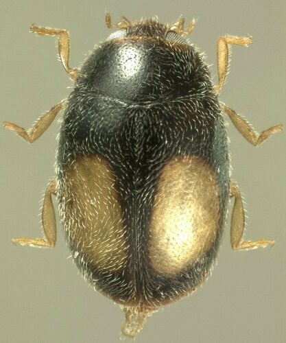 Nephus alyssae · iNaturalist Ecuador