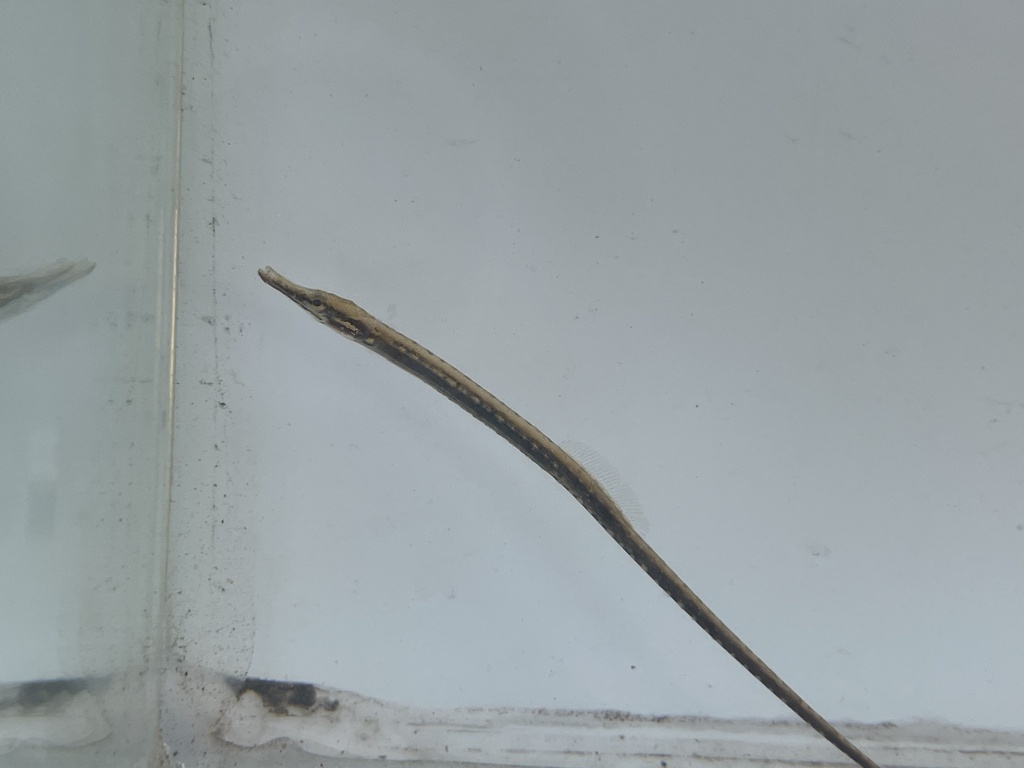 River Pipefish from Tanjong Malim, Selangor, MY on February 12, 2024 at ...