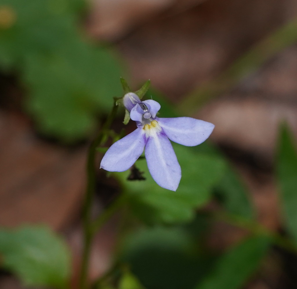 forest lobelia from Way Way NSW 2447, Australia on April 12, 2019 at 07 ...