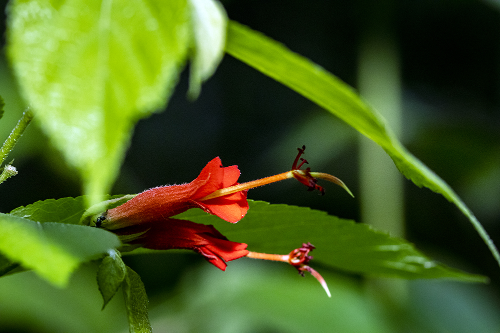 barrenillo (Catalogo de observaciones. ) · iNaturalist
