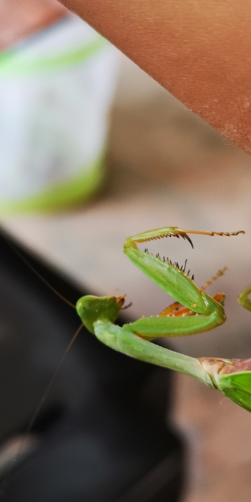 Giant Asian Mantises from Keningau, Sabah, Malaysia on February 6, 2024 ...