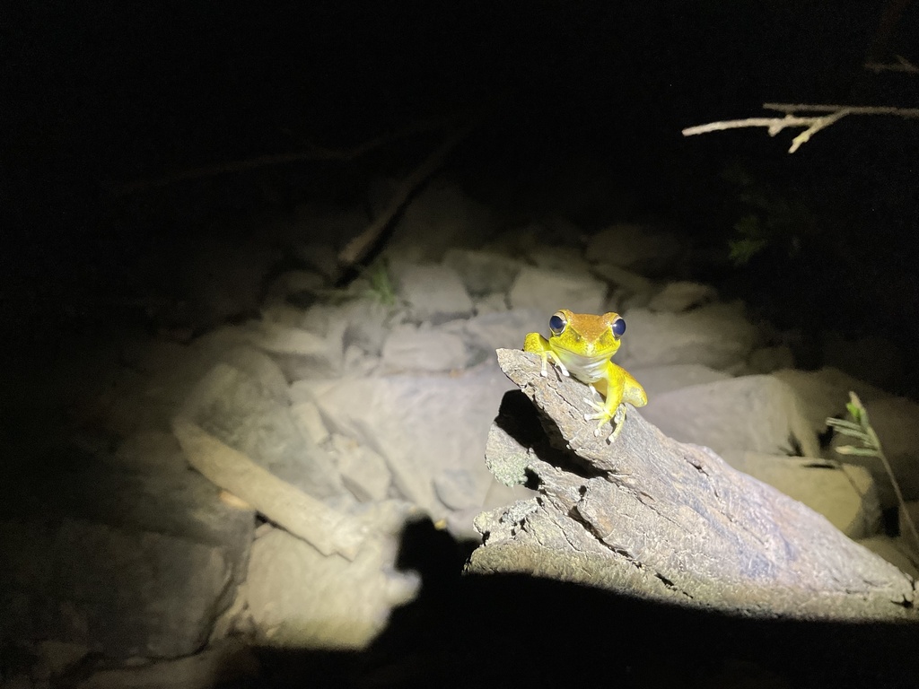 Wilcox's Frog from Mary River, St Mary, QLD, AU on February 11, 2024 at ...