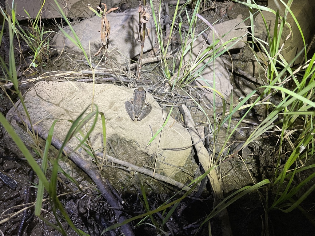 Broad-palmed Frog from Mary River, St Mary, QLD, AU on February 11 ...