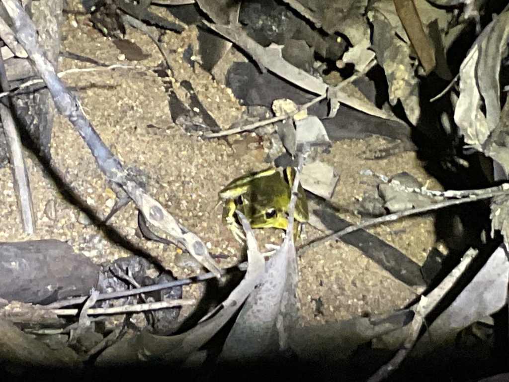 Wilcox's Frog from Mary River, St Mary, QLD, AU on February 11, 2024 at ...