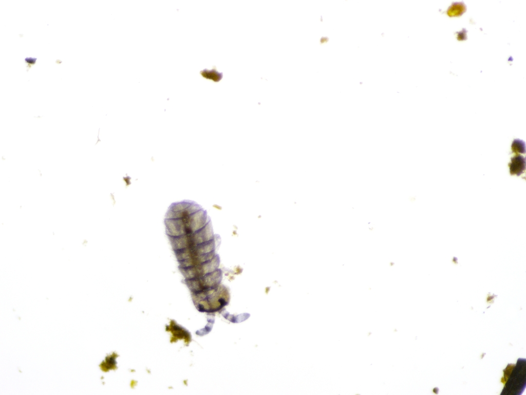 Smooth Springtails from Bear James Park, Courtenay, BC, Canada on ...