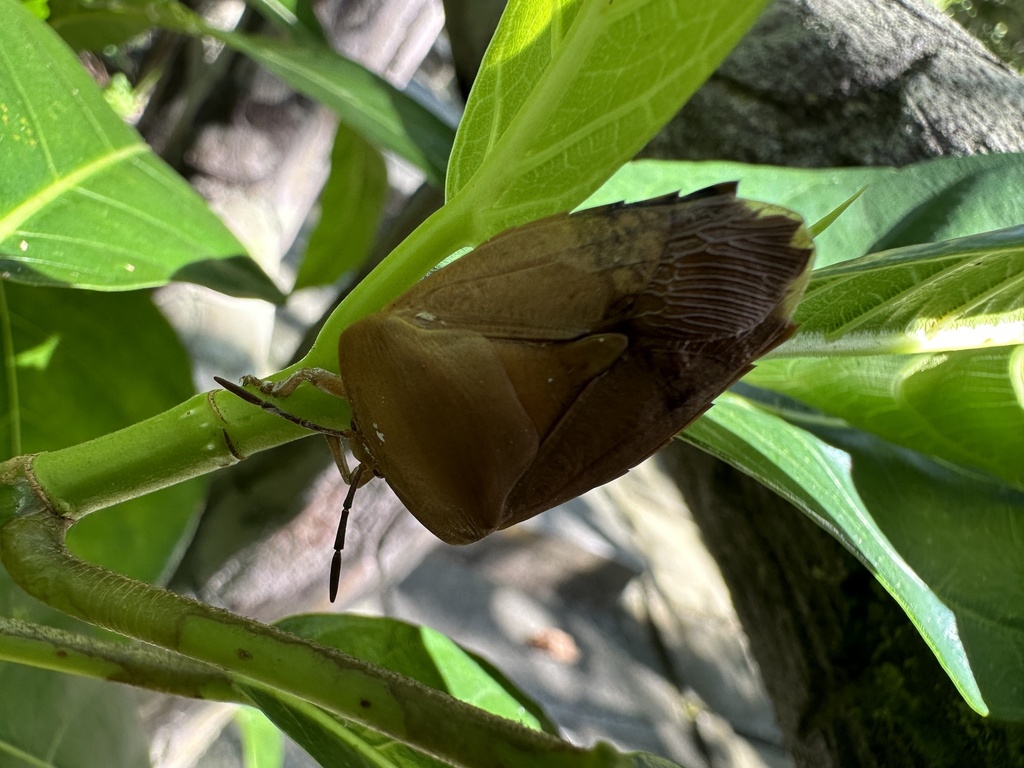 Lychee Stink Bug from 臺灣島, 中山區, TPE, TW on February 12, 2024 at 11:20 ...