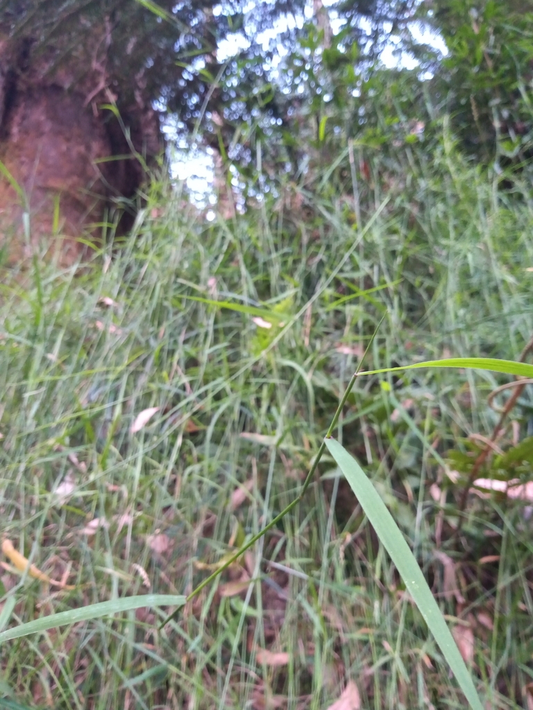 Forest Wire-grass from Yarra Ranges - Central, AU-VI, AU on February 11 ...