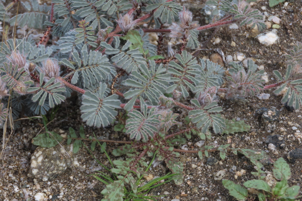 soft prairie clover from Riverside County, CA, USA on February 9, 2024 ...