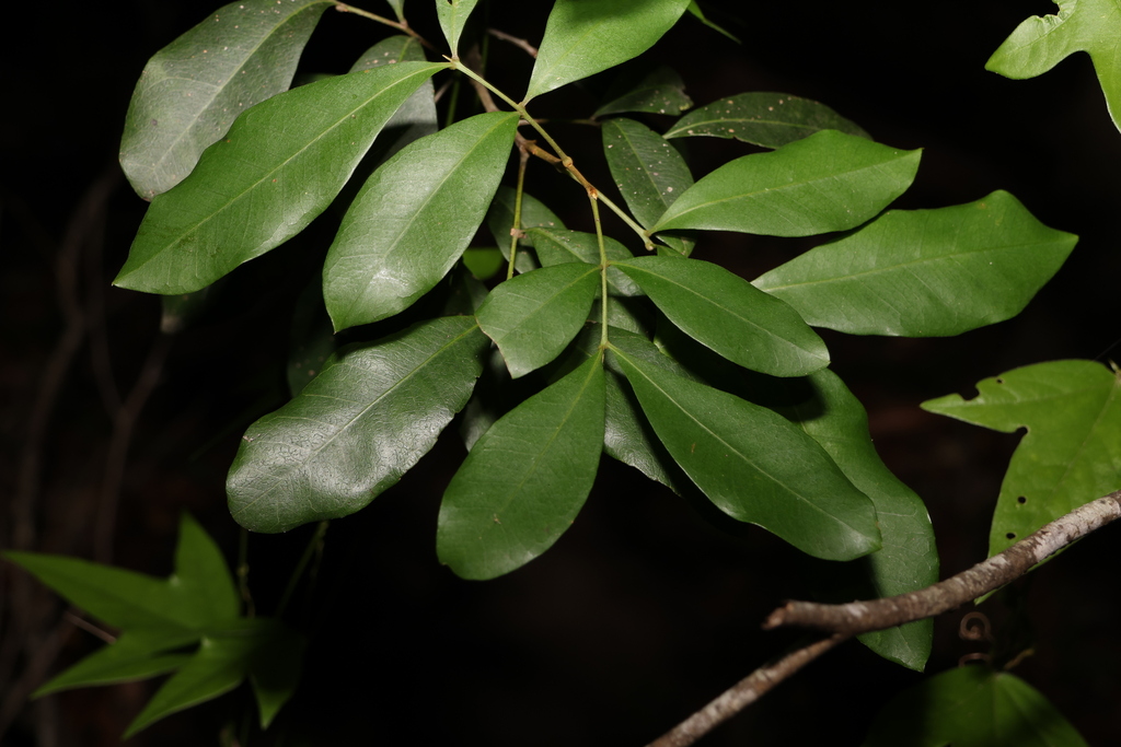 Guioa from Mount Cotton QLD 4165, Australia on February 11, 2024 at 08: ...