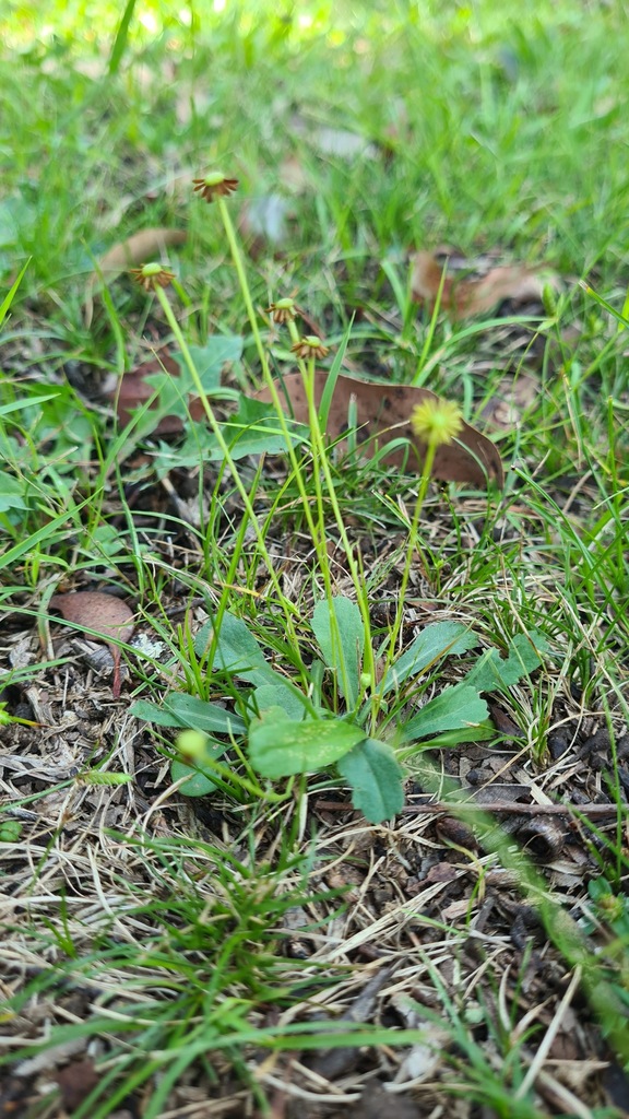 Solenogyne bellioides from Sydney NSW, Australia on February 12, 2024 at 11:21 AM by Petra ...