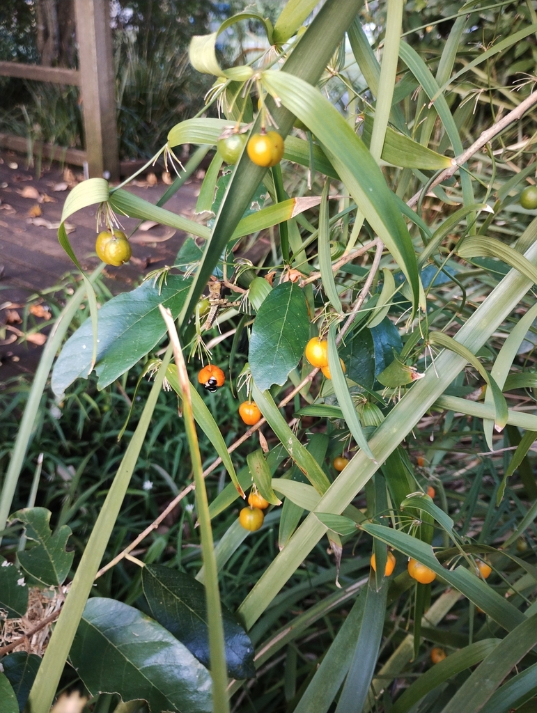 Wombat Berry from Moorooka QLD 4105, Australia on February 12, 2024 at ...