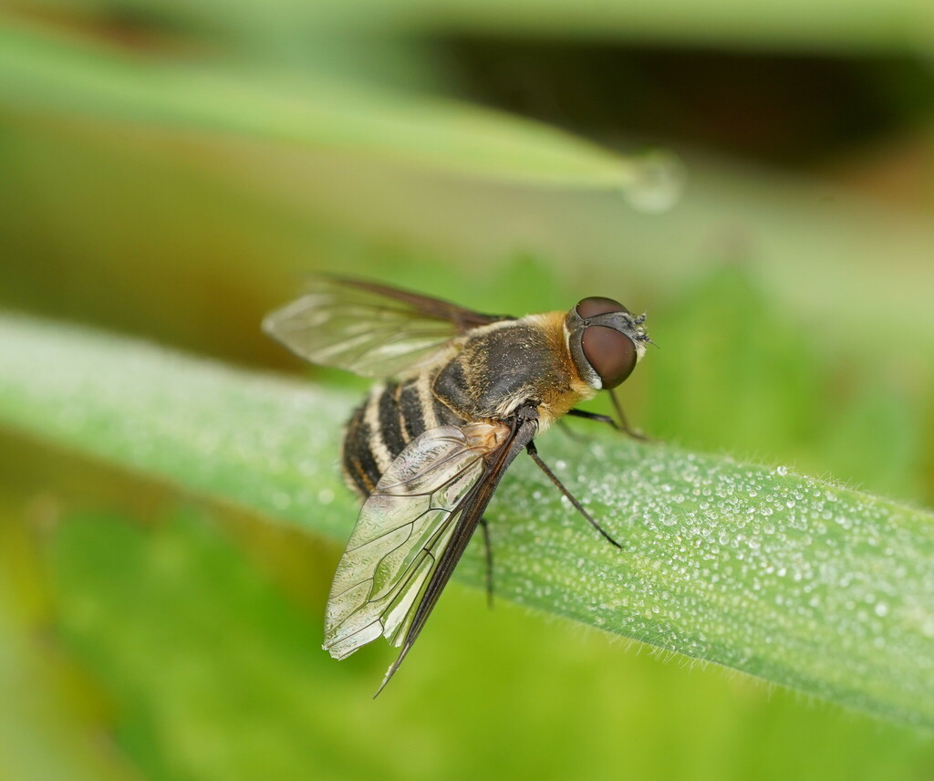 banded bee flies from Seville VIC 3139, Australia on February 1, 2024 ...