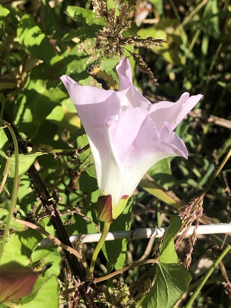 Calystegia sepium roseata from Lake Pertobe, Warrnambool, VIC, AU on ...