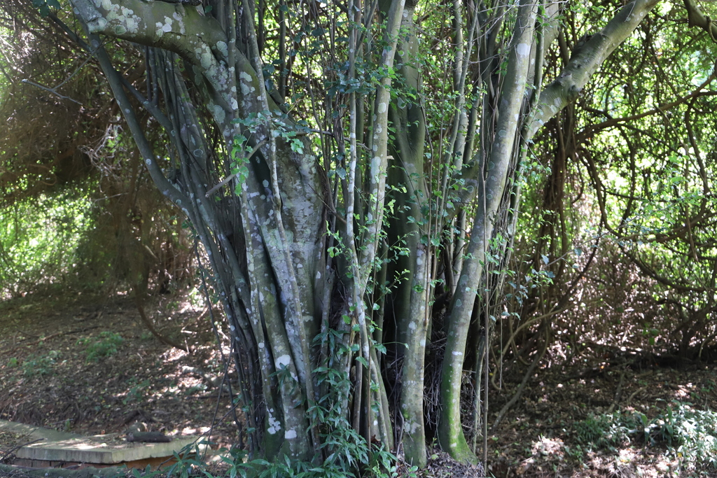 Tropical Quince from Pigeon Valley Nature Reserve, eThekwini on ...