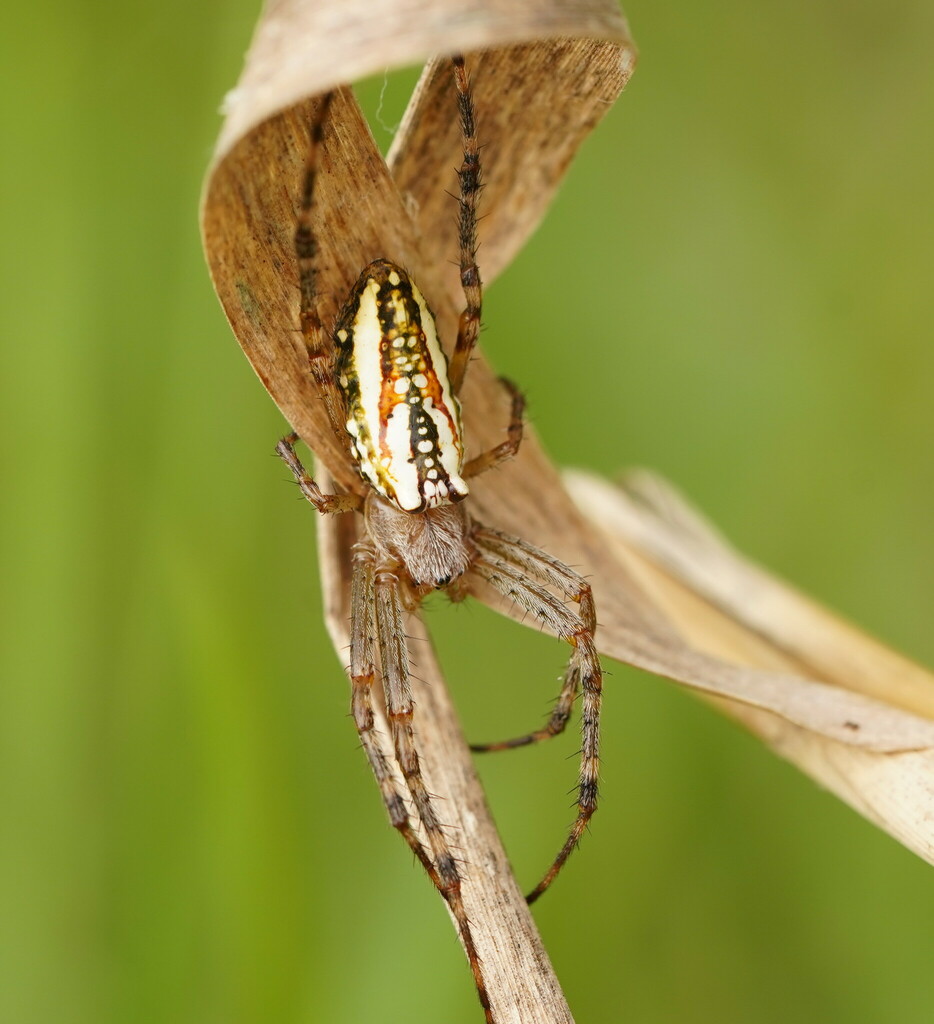 Enamelled Spider from Seville VIC 3139, Australia on February 1, 2024 ...