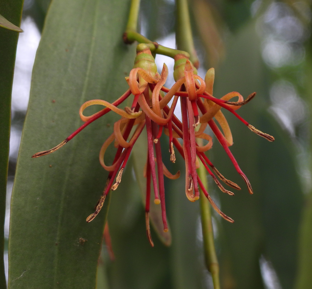 Box Mistletoe from Cabbage Tree Creek Reserve, Collins Rd,Brisbane QLD ...