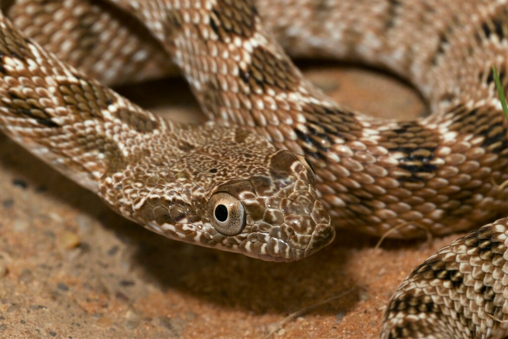 Diadem Snake from Al Majmaah Saudi Arabia on March 18, 2023 at 04:35 PM ...
