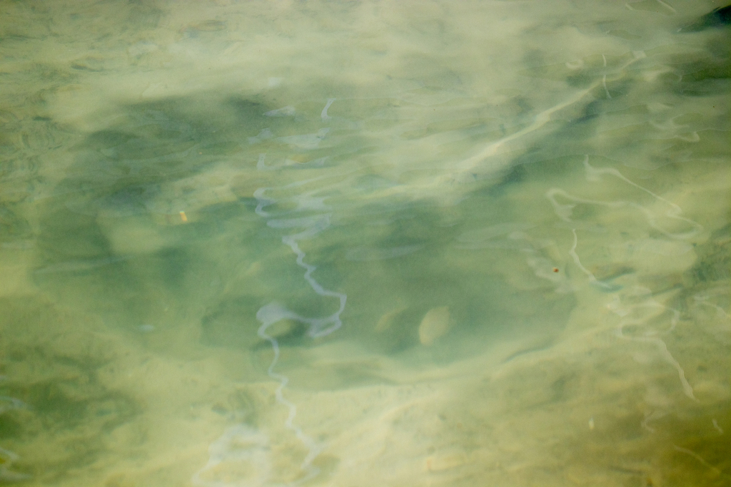 Broad Cowtail Stingray from Sunshine Coast QLD, Australia on February ...