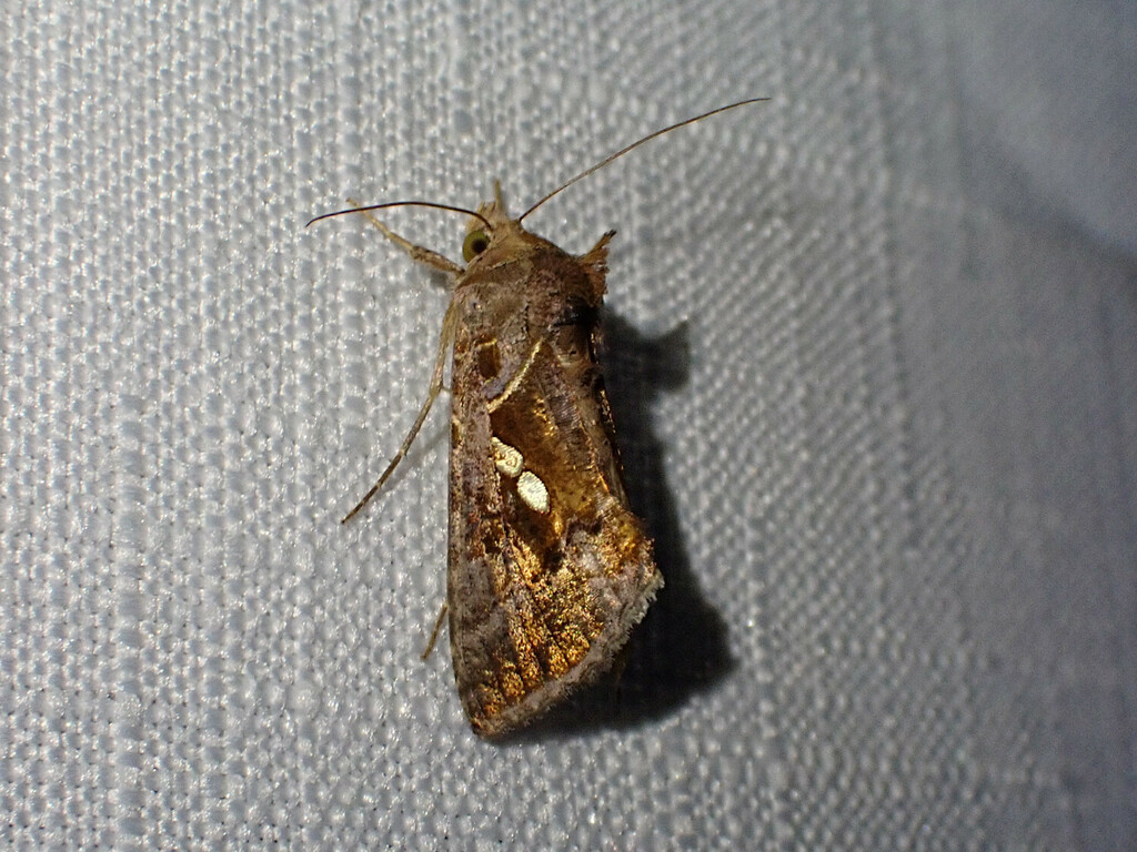 Green Garden Looper from Kobble Creek QLD 4520, Australia on February ...