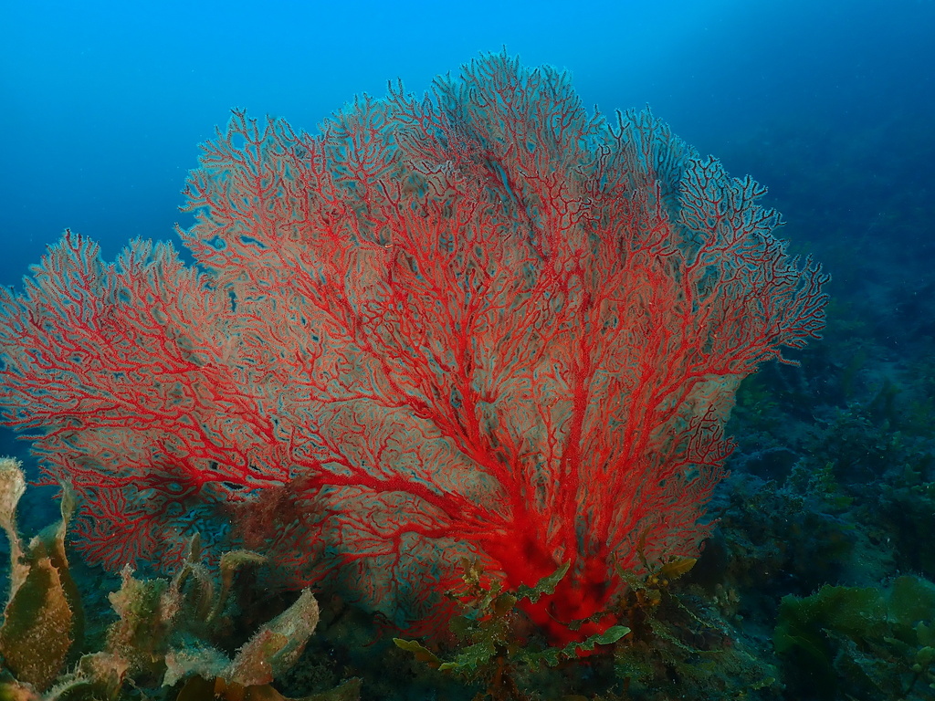 Melithaea zimmeri from Aldinga Reef on February 11, 2024 at 10:11 AM by ...
