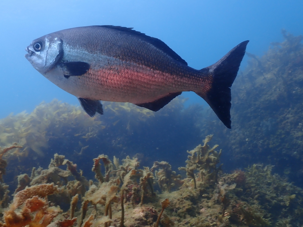Silver Drummer from Aldinga Reef on February 11, 2024 at 10:49 AM by ...