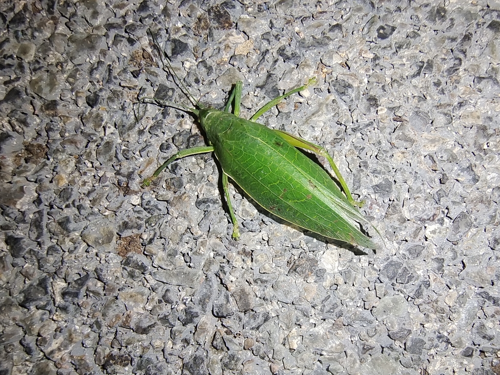 Phyllomimus sinicus from 东山公园南门 on July 28, 2022 at 07:49 PM by 李博恒 ...