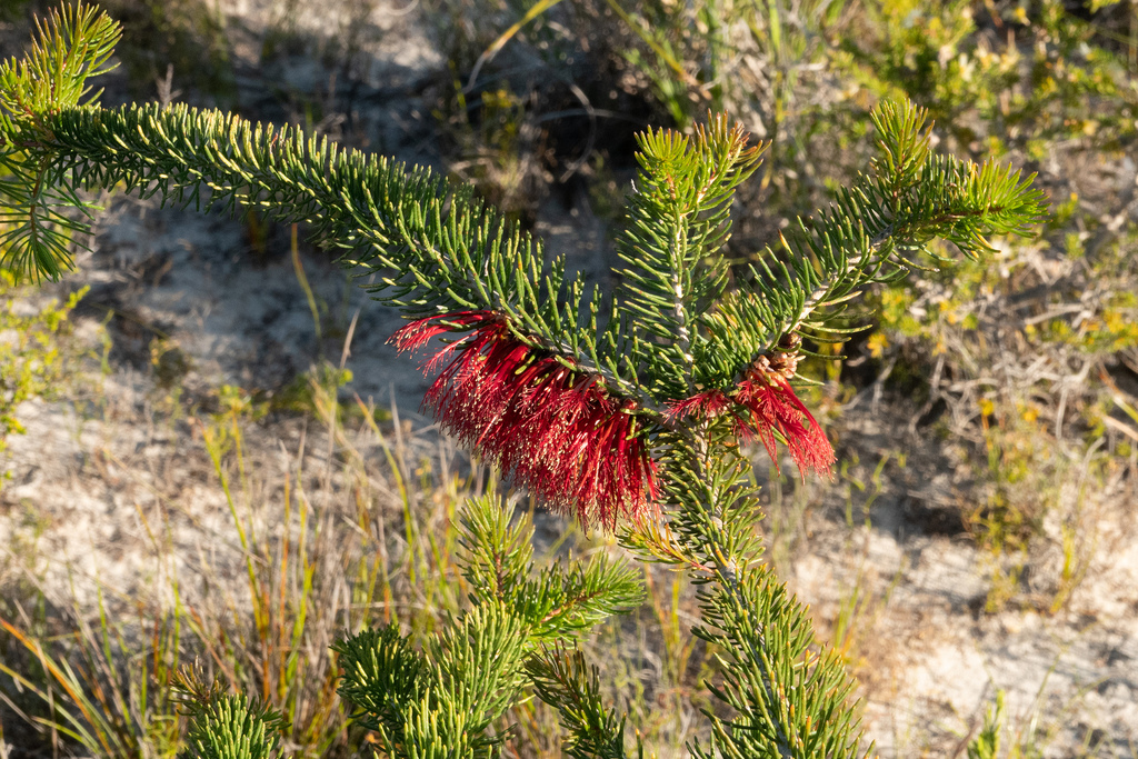 bottlebrushes from Wedge Island WA 6044, Australia on October 16, 2023 ...