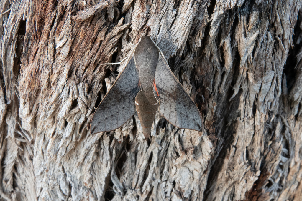 Coprosma Hawk Moth from Cervantes WA 6511, Australia on October 17 ...