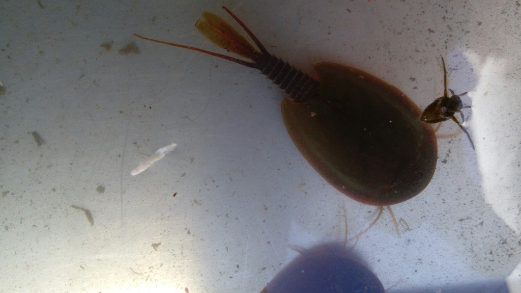 Lepidurus apus apus from Golan, IL on April 28, 2016 at 12:00 PM by ...