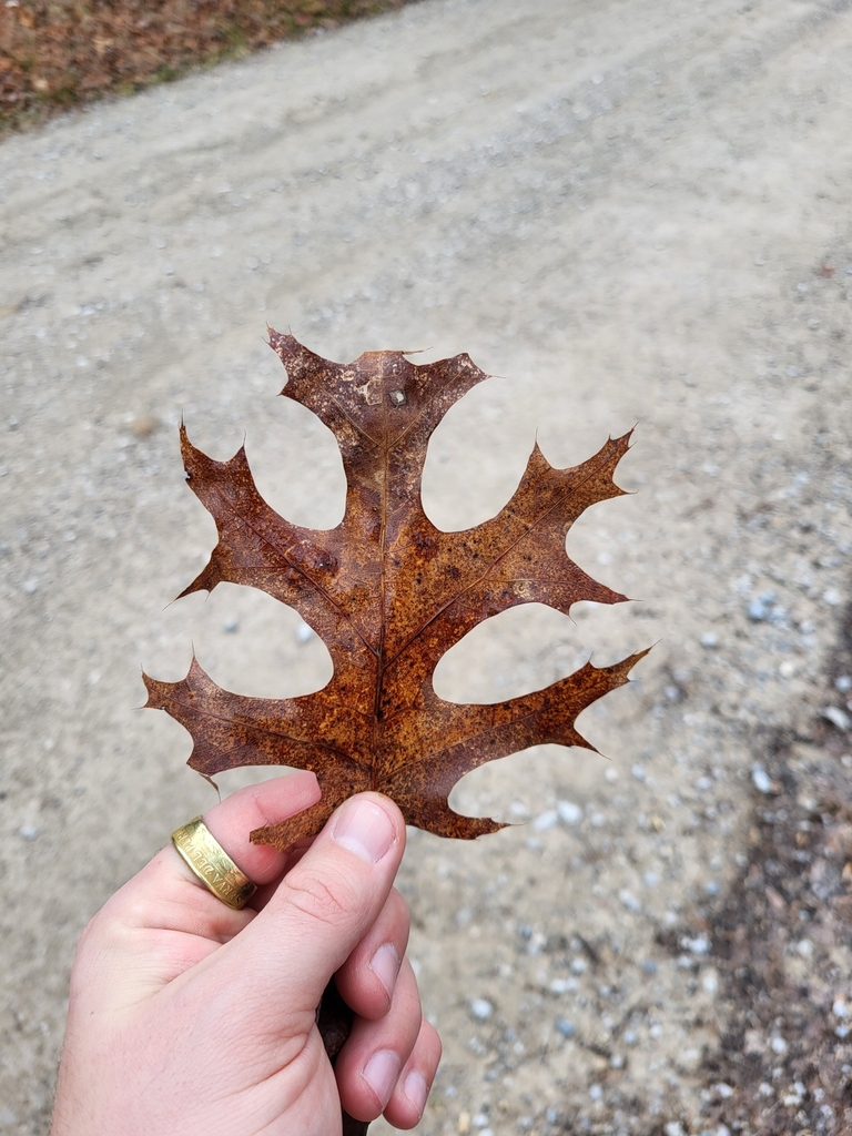 scarlet oak in February 2024 by Tyson Gregory · iNaturalist