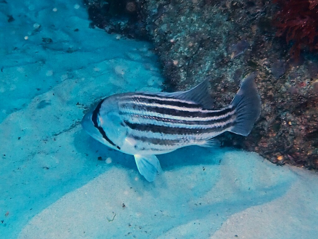 West Australian Dhufish from Outer Wall, Canal Rocks, WA, Australia on ...