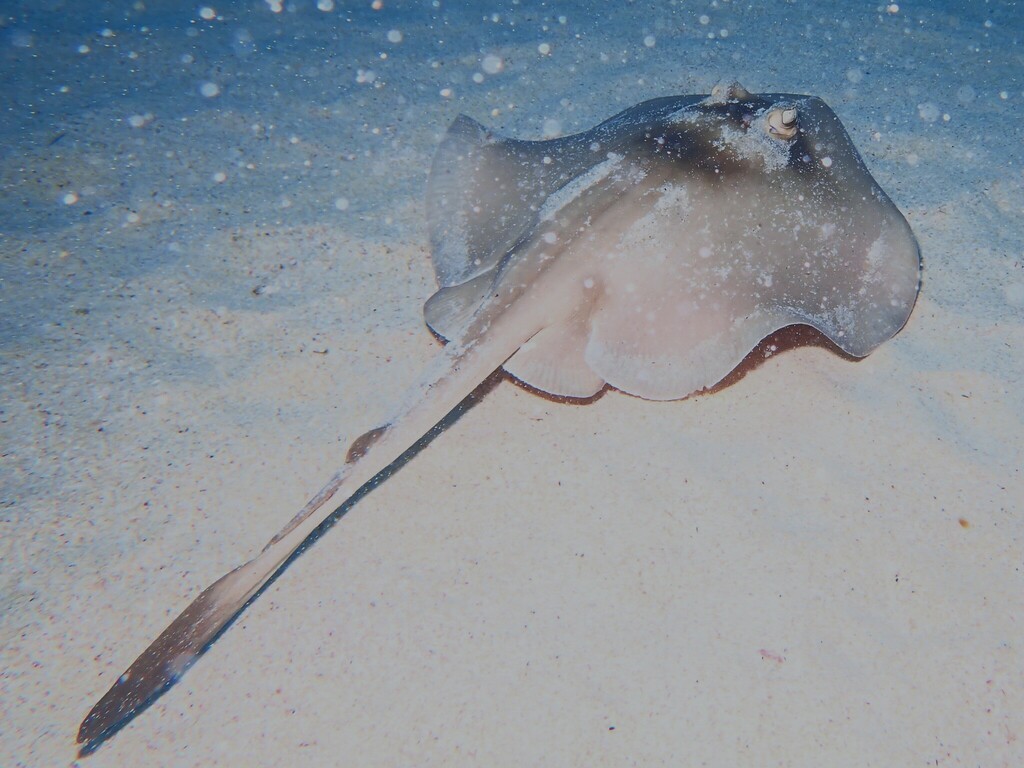 Masked Stingaree from Outer Wall, Canal Rocks, WA, Australia on ...