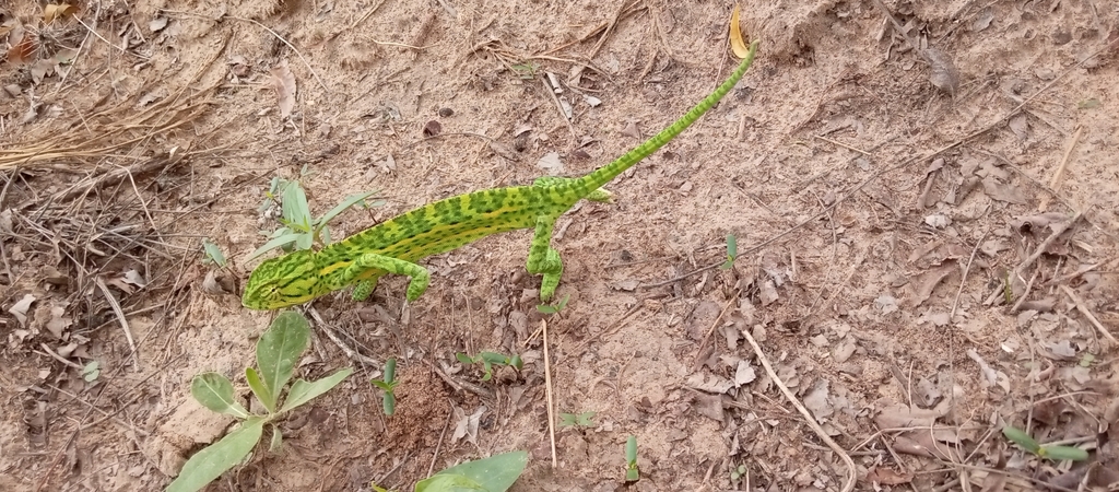 African Chameleon from P96C+X4J, Dutse 720101, Jigawa, Nigeria on July ...