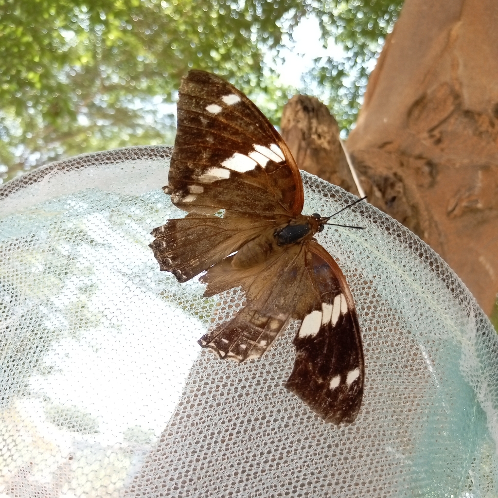 Two-spot Blue Charaxes from Dutse, Jigawa, Nigeria on September 28 ...